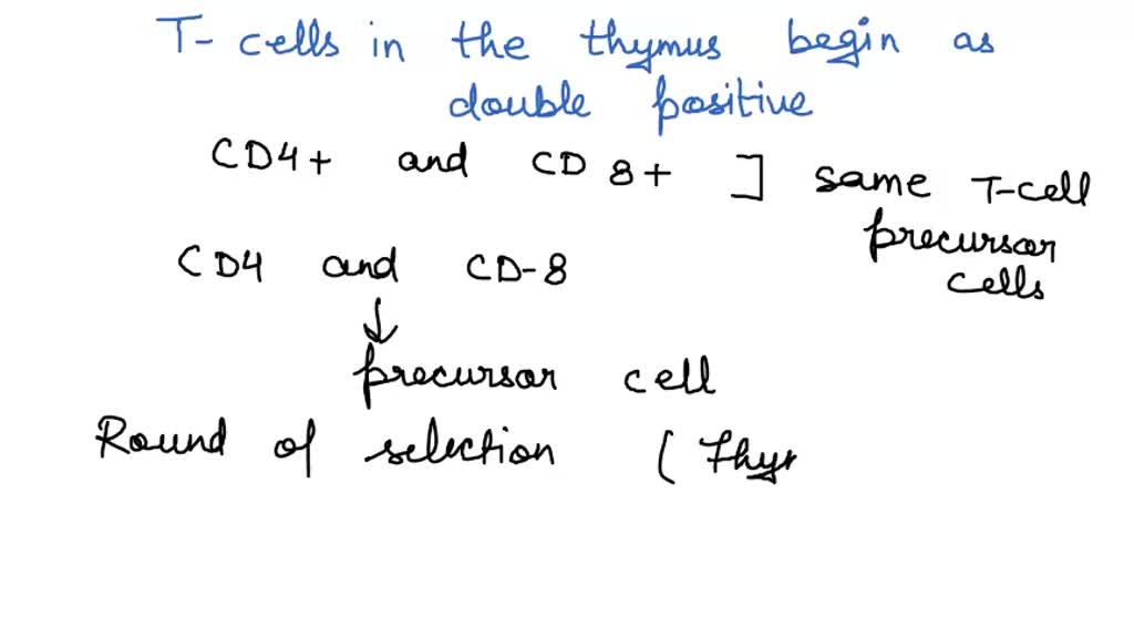 SOLVED: T cells in the thymus begin as double positive (CD4+/CD8+), how ...