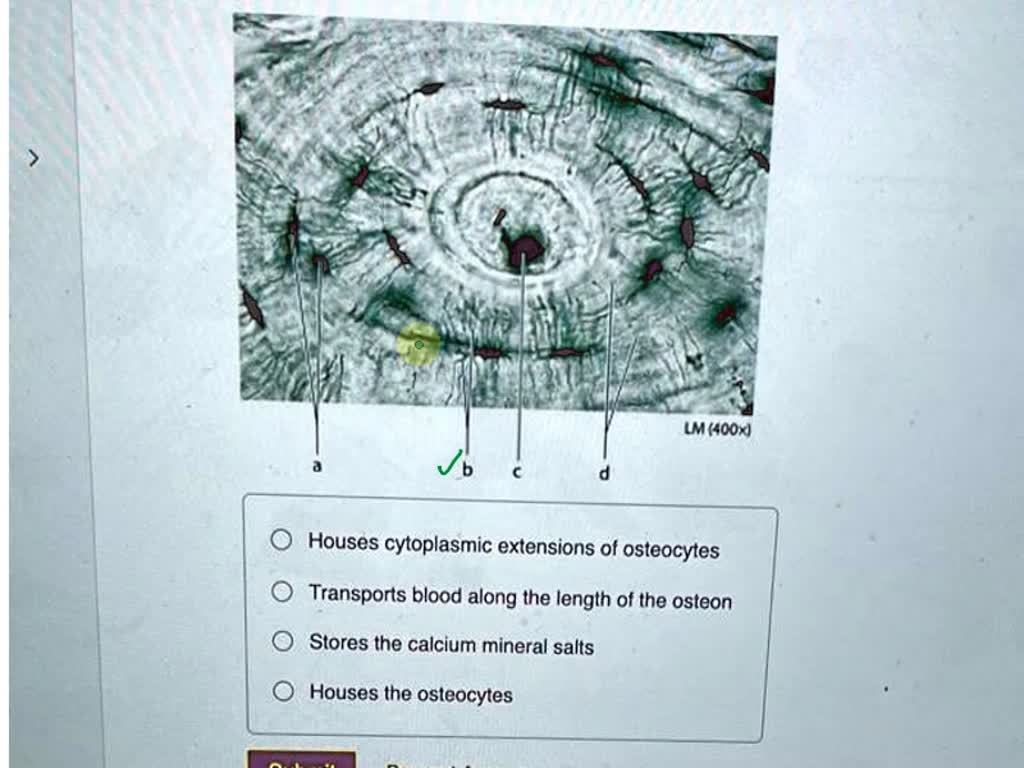 SOLVED: What is the function of the structure labeled "b"? LM(400x) P ...