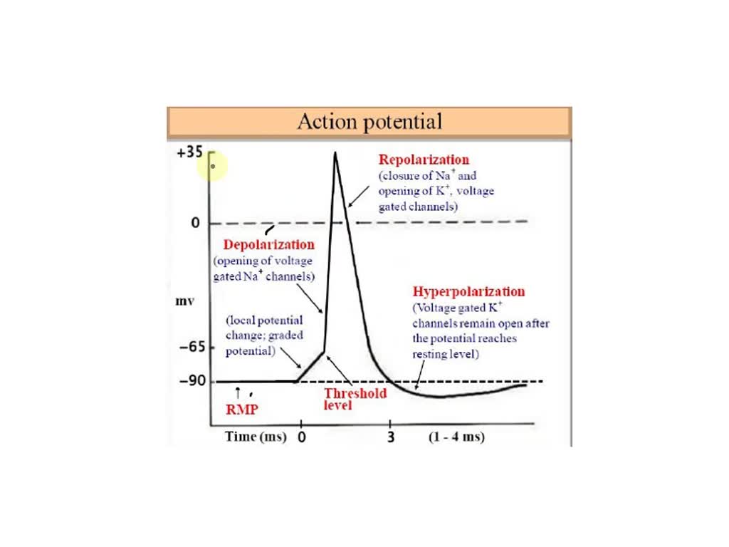 SOLVED: Explain the steps of an action potential, including where it ...