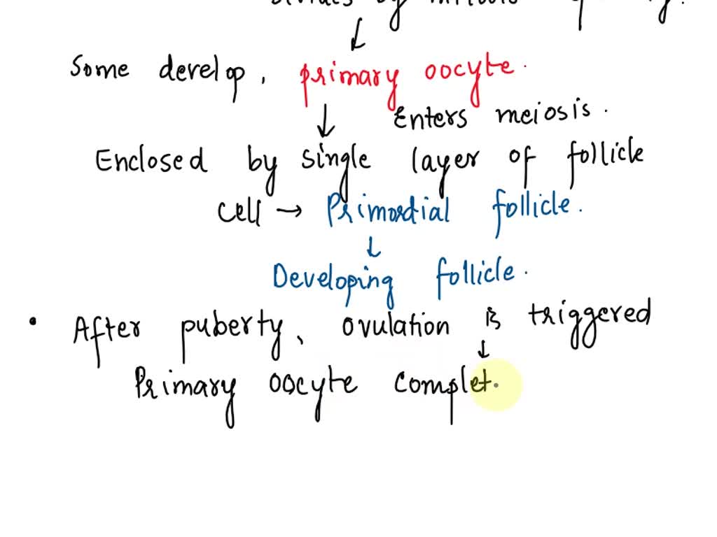 SOLVED: List the steps of oogenesis and the ploidy (number of sets of ...