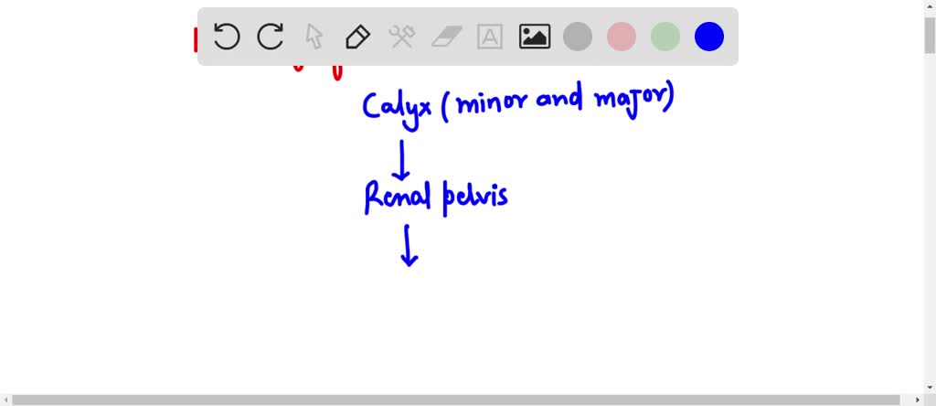 SOLVED: Arrange the following structures in the correct sequence in which urine passes through ...