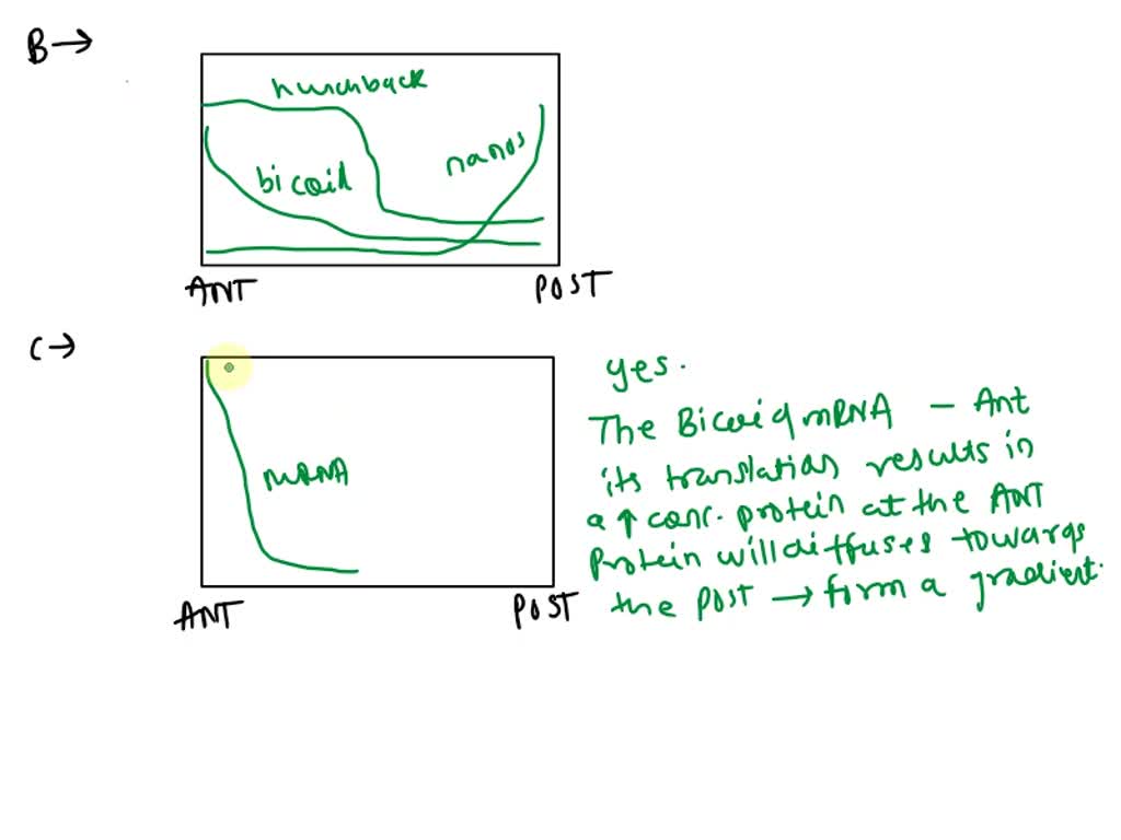SOLVED: ANT POST B) In the graph below, draw the protein concentration ...