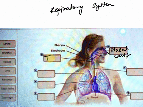 Part A - The respiratory system Drag each label to the...