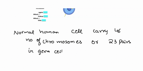 Mother Father Meiosis egg sperm Fertilization zygote Mitosi...