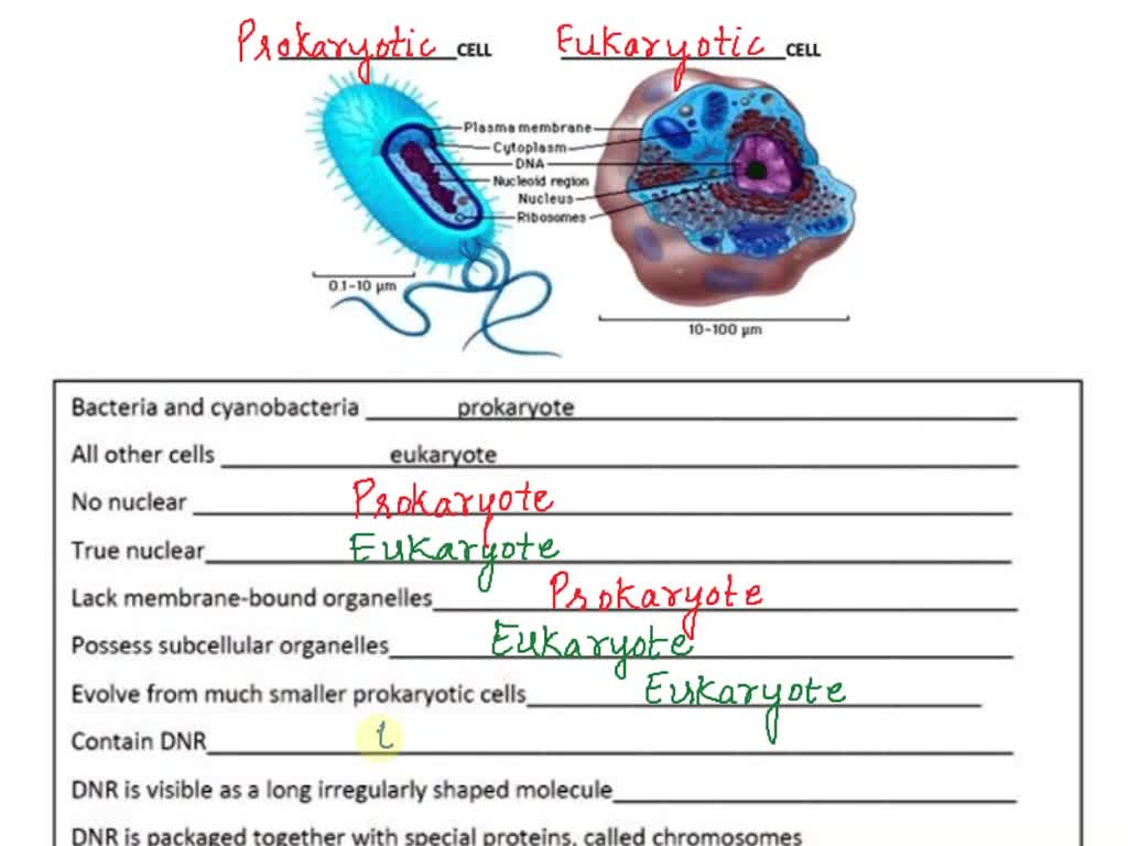 SOLVED: Types of Cells - Worksheet Task 1. Use the given words to ...