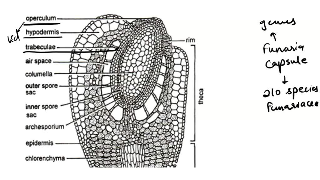 SOLVED: Sketch and label the internal structure of lid of capsule in ...