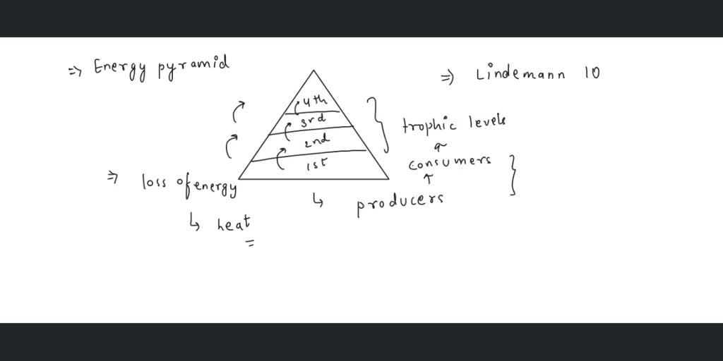 SOLVED: An energy pyramid shows the loss of energy at each trophic ...