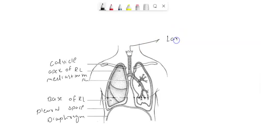 SOLVED: 228 Chapter 13 The Respiratory System Figure 13-3 illustrates ... SOLVED: 228 Chapter 13 The Respiratory System Figure 13-3 illustrates ...