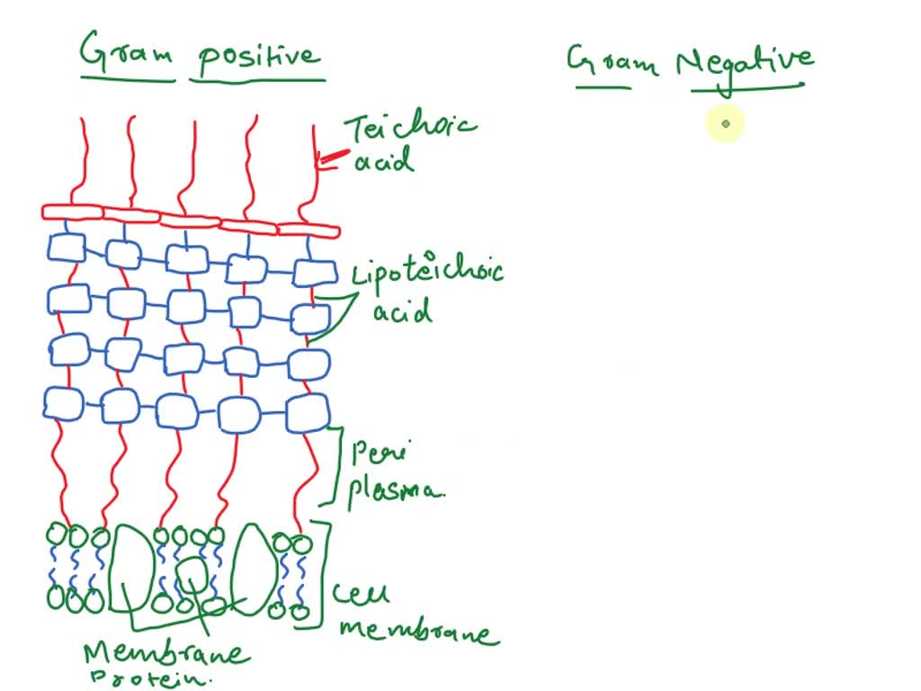 SOLVED: Examine the following illustrations of . Gram-negative and Gram ...