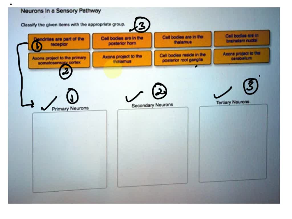 SOLVED: Primary Neurons receptor Dendrites are part of the Classify the ...