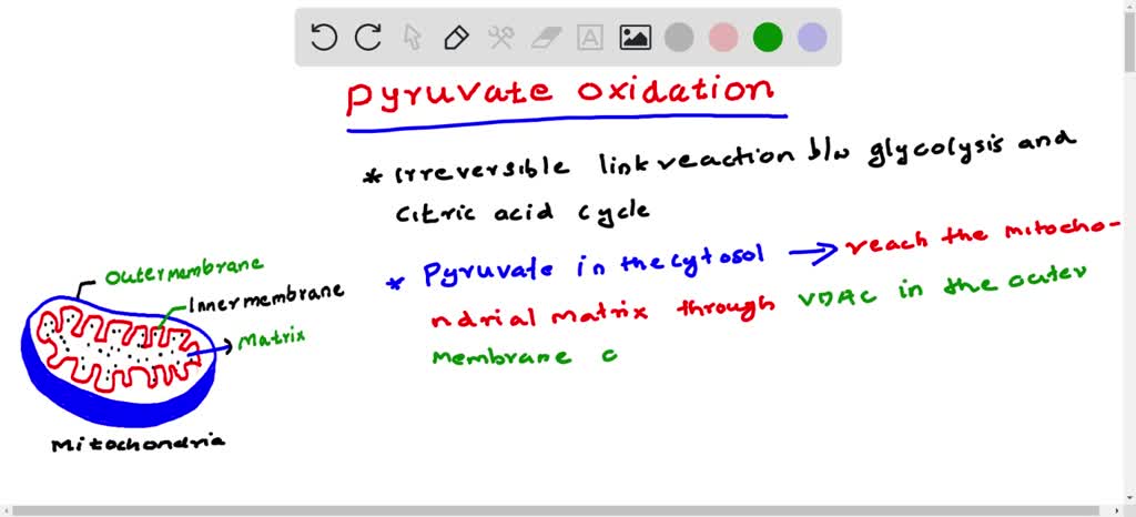 SOLVED: Pyruvate oxidation occurs in the mitochondrial inner membrane ...
