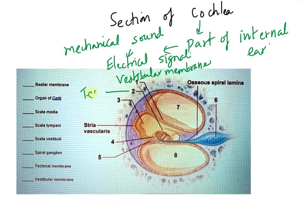 SOLVED: Text: INNER EAR ANATOMY media, Spiral ganglion, Cochlear nerve (part of the ...