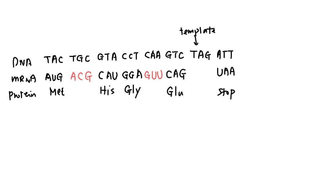 SOLVED: Alpha-endorphin is a protein that our cells make. The DNA ...