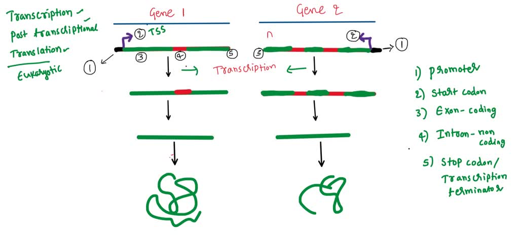 SOLVED: (4.2) Transcription, RNA processing, and translation in ...