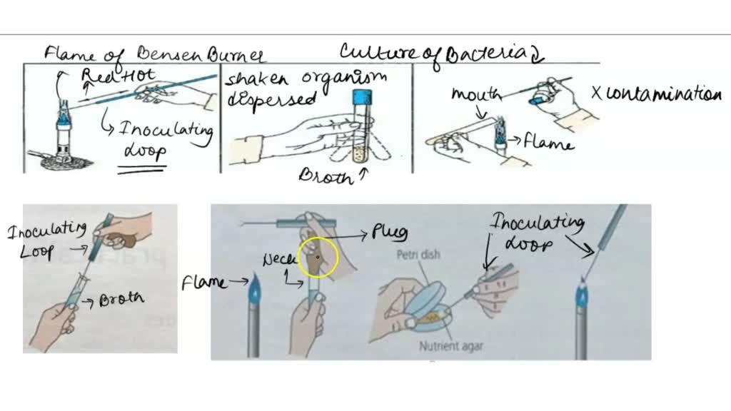 SOLVED: You transfer bacteria from a broth to an agar plate. After ...