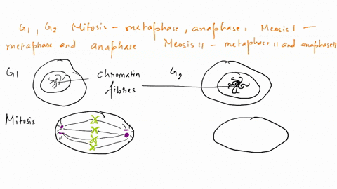 for a cell that is 2n 8 chromosomes draw the chromosomes during the ...