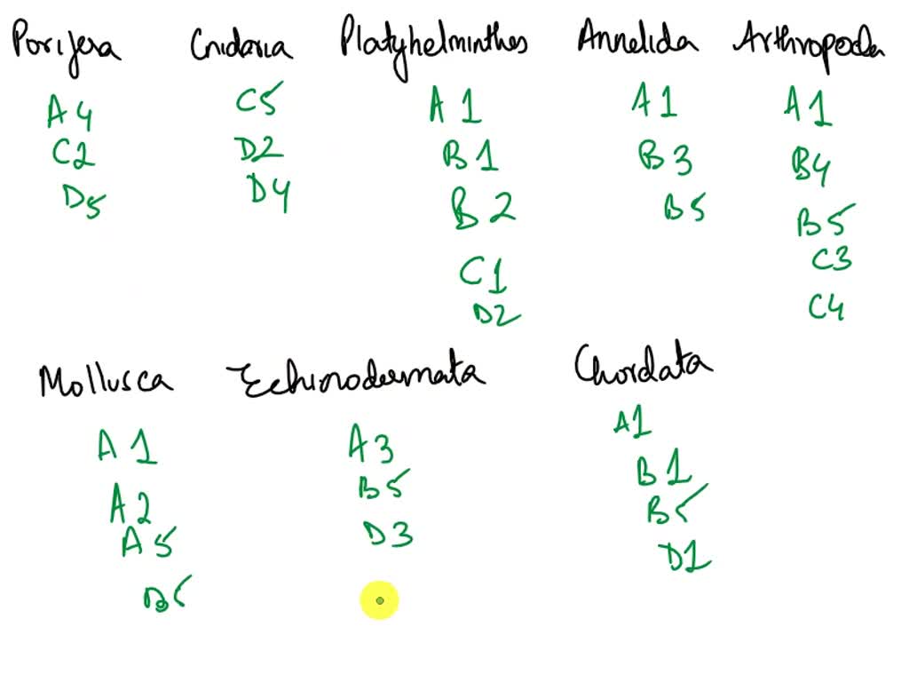 SOLVED: Table 1: Phylum Characteristics Table Bilateral phylum. Most ...