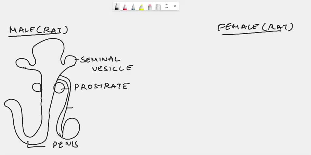 SOLVED: 1. Name ONE (1) major female and male reproductive organ of a ...