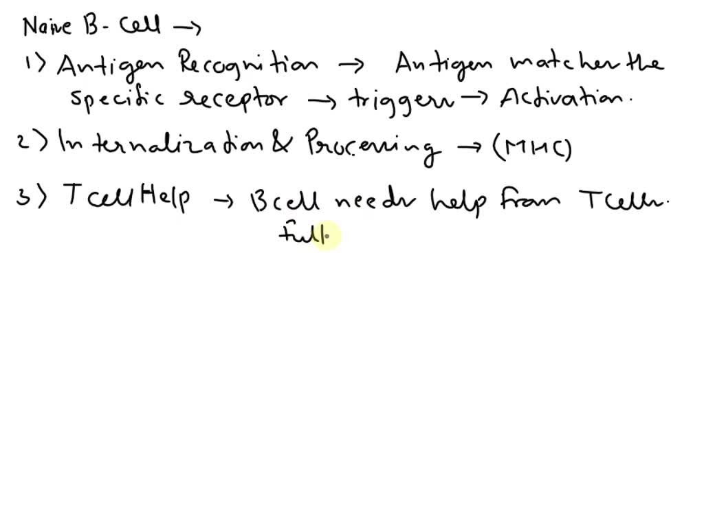 SOLVED: Explain in detail how naive B cell becomes activated Explain ...