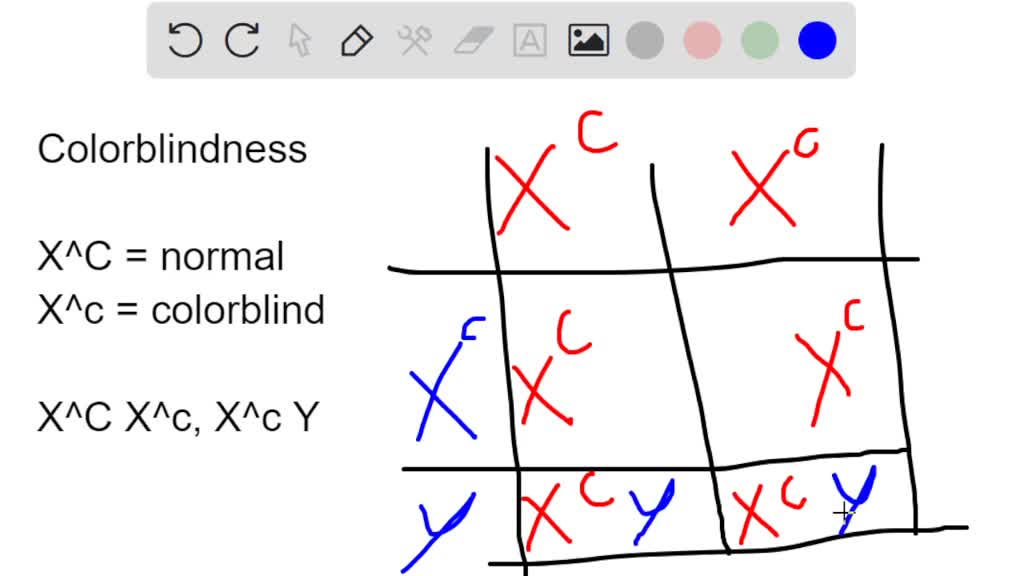 SOLVED: Colorblindness is an X-linked trait. Use a XC for normal vision ...