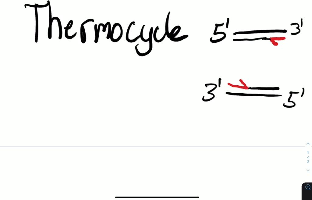 SOLVED Which Of These Is Not A Key Step In The PCR Amplification Cycle SOLVED Which Of These Is Not A Key Step In The PCR Amplification Cycle