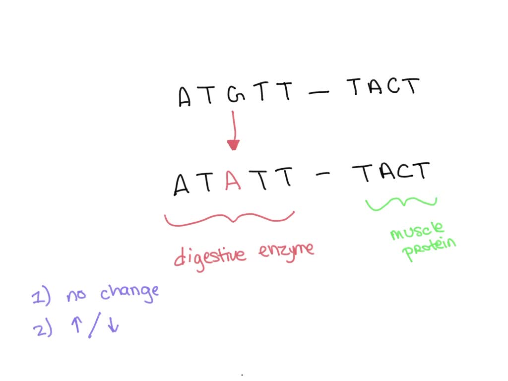SOLVED: A gene with the original sequence of ATGTT-TACT underwent a ...
