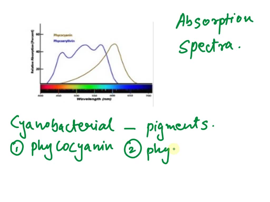SOLVED: Cyanobacteria are photosynthetic bacteria that, like green ...