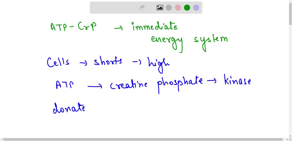 SOLVED: Describe the creatine phosphate energy system. What does it do ...