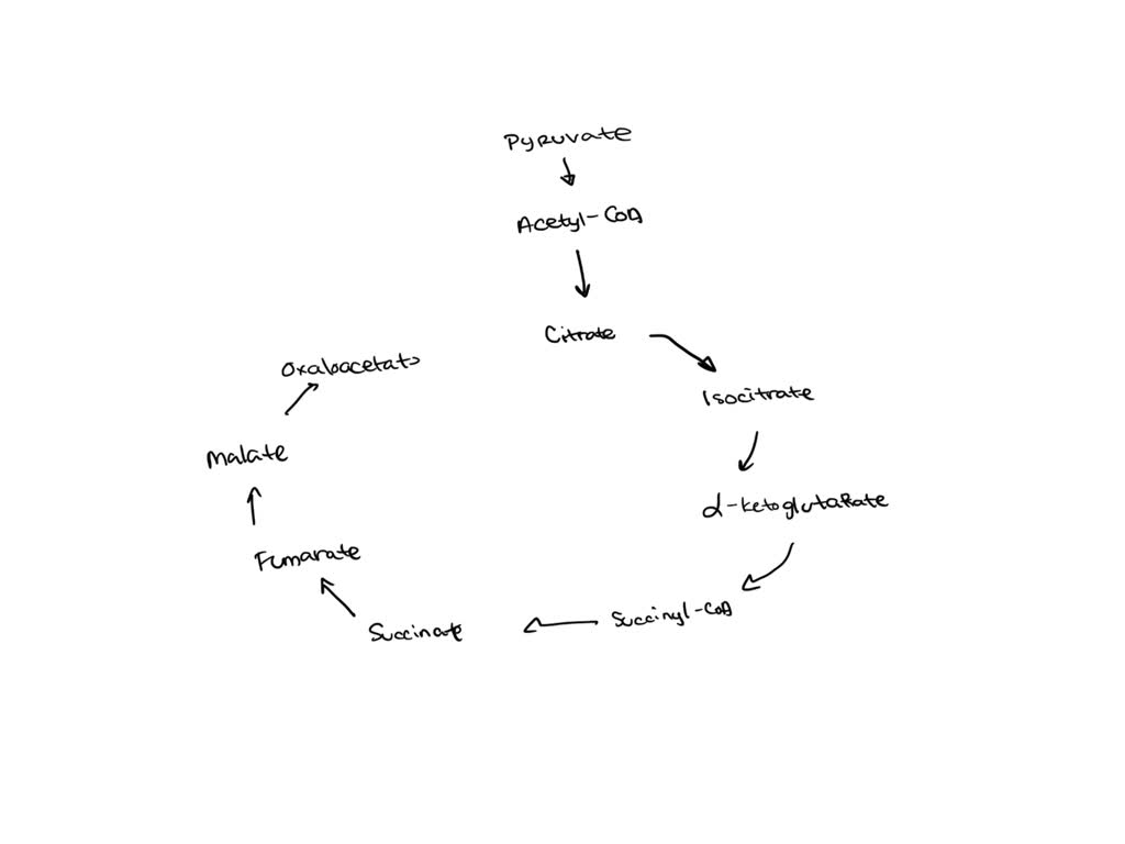 SOLVED: Predict what will happen to the concentration of pyruvate, NADH ... SOLVED: Predict what will happen to the concentration of pyruvate, NADH ...