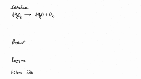 SOLVED: Water Liver Extract Potato Extract H202 H202 H202 which enzyme ...