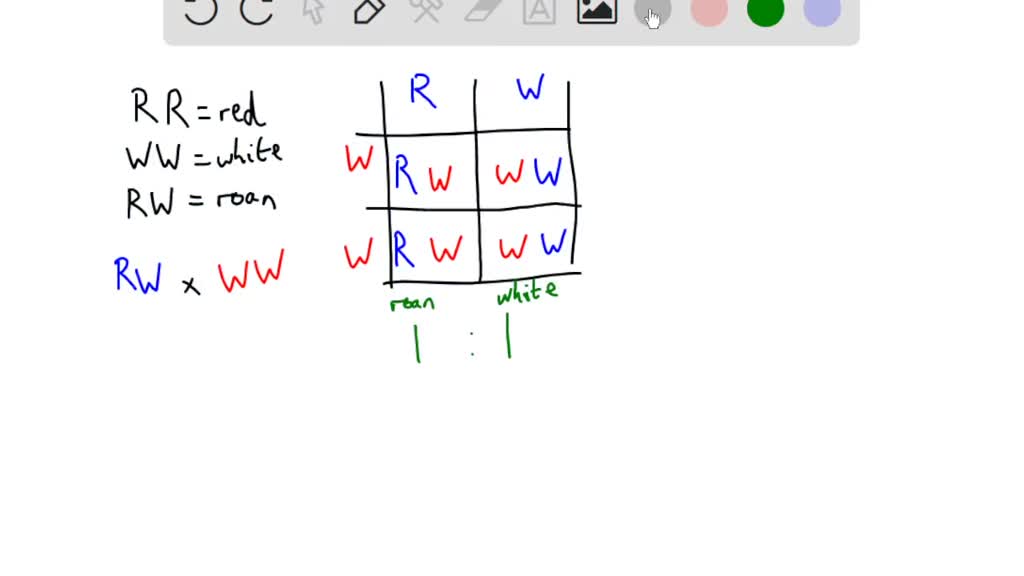 SOLVED: A roan bull is crossed to a white cow. The first 2 offspring ...