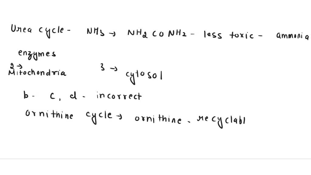SOLVED: The Urea Cycle. Show how waste nitrogen from degraded proteins ...