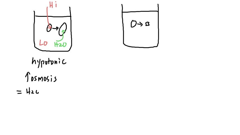 Two beakers A and B contain plain water and concentrated sugar solution ...