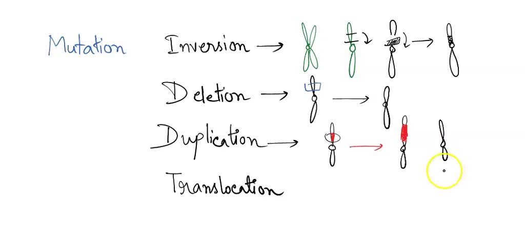 Solved 1 Mutations In Chromosome Structure Deletion Duplication Inversion Translocation