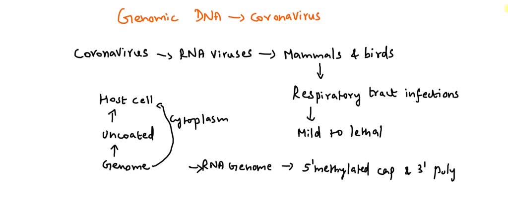 SOLVED: termInallon tactor bacterial protein called rho factor binds to ...