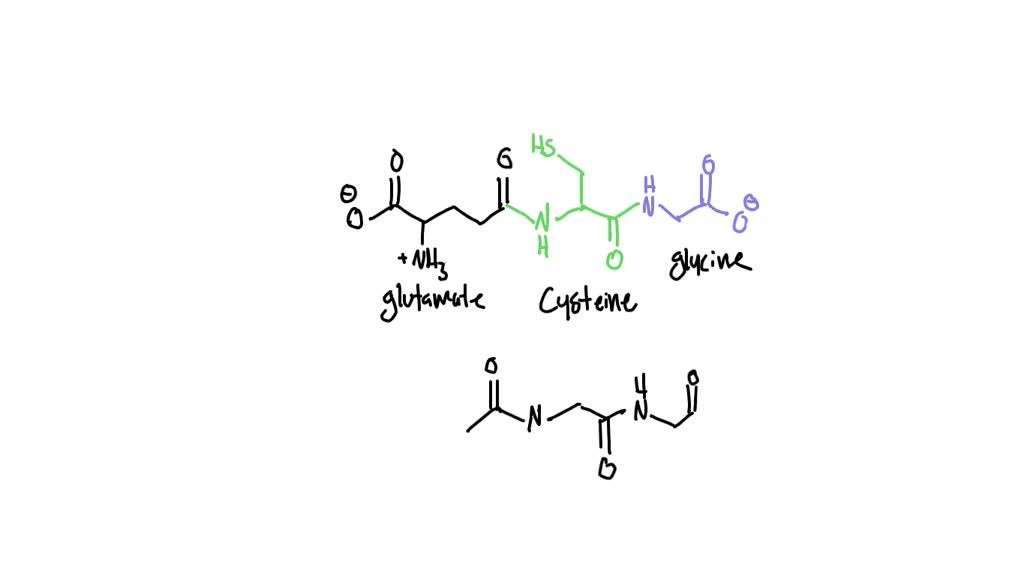 SOLVED: glutathione is an important peptide antioxidant found in cells from bacteria to humans ...