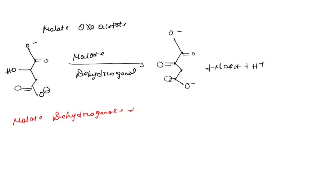SOLVED: Malate dehydrogenase (MDH) is an enzyme that reversibly ...