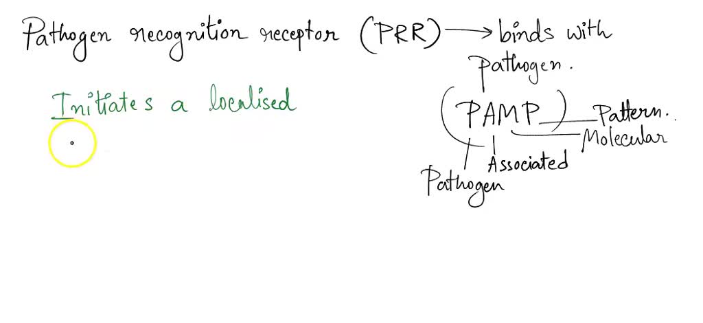 SOLVED: Innate immune cells express pathogen recognition receptors ...
