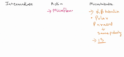 1 one difference between intermediate filaments vs actin or...