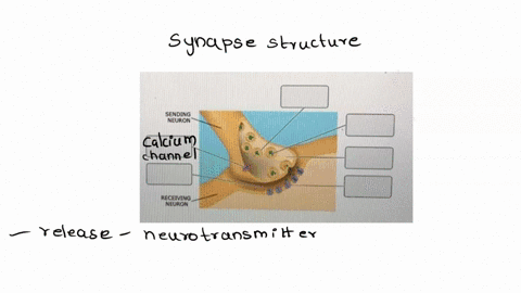 part a structure of a chemical synapse drag the labels onto the diagram ...