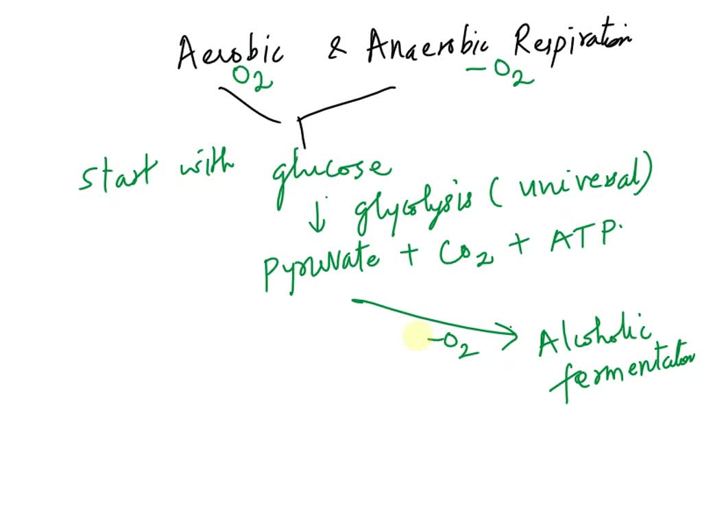 SOLVED: Compare and contrast aerobic respiration, anaerobic respiration ...