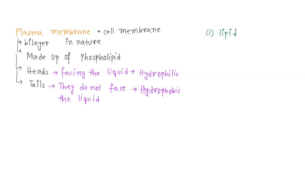 SOLVED: Glycolipids in the plasma membrane are located at: 1.Inner ...