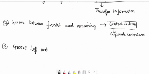EXERCISE 20 BRAIN STRUCTURE AND FUNCTION 331 Sagittal plane through ...