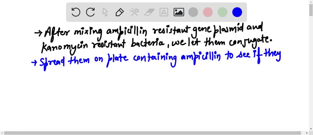 SOLVED: The plasmid vector pBluescript II contains an ampicillin ...