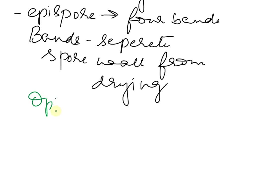 SOLVED: The outermost layer, epispore, splits to form four bands. These ...