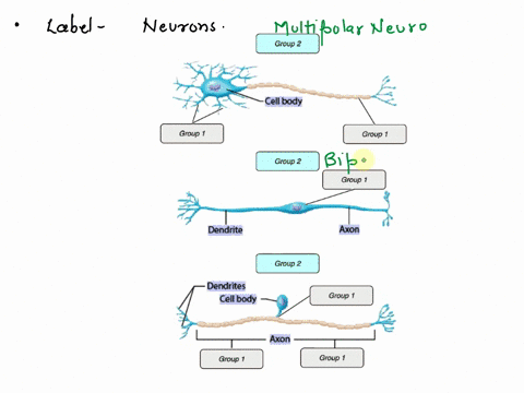 Art-labeling Activity: Figure 11.5 (1 of 2) Label the parts of a motor neuron. Part A Drag the ...