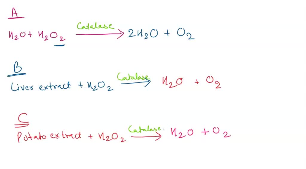 SOLVED: Water Liver Extract Potato Extract H202 H202 H202 which enzyme ...