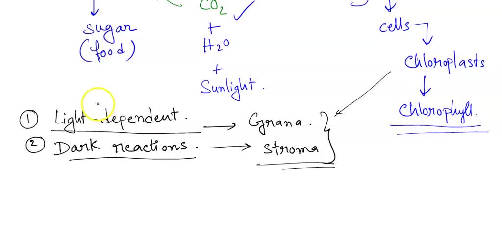SOLVED: Describe how oxygen gas (O2) is produced during photosynthesis ...