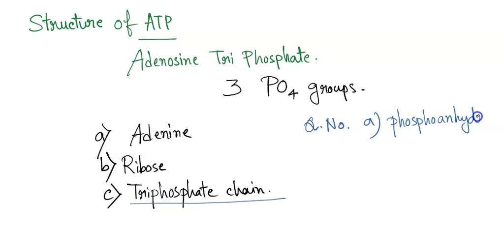SOLVED: Label the three components of the ATP molecule diagramed below ...