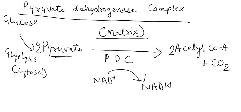 SOLVED: Pyruvate dehydrogenase complex (PDC) deficiencyisa type of ...